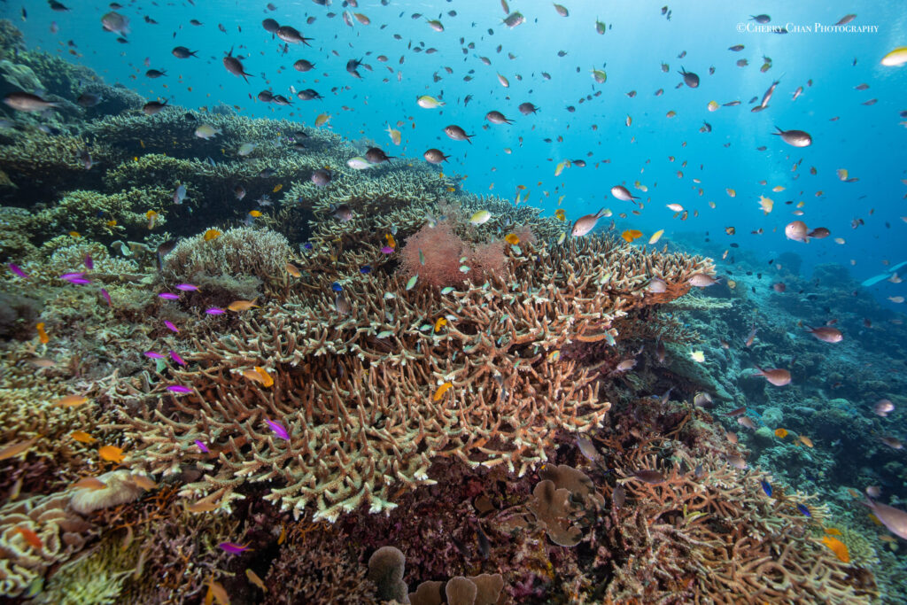 Alona Beach Reef Offers Fantastic Diving | Seaquest Dive Center